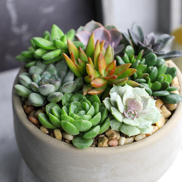 Gardens Made Easy ™ Bulk Succulent 50-pack: Colorful, Cute & Carefree ...