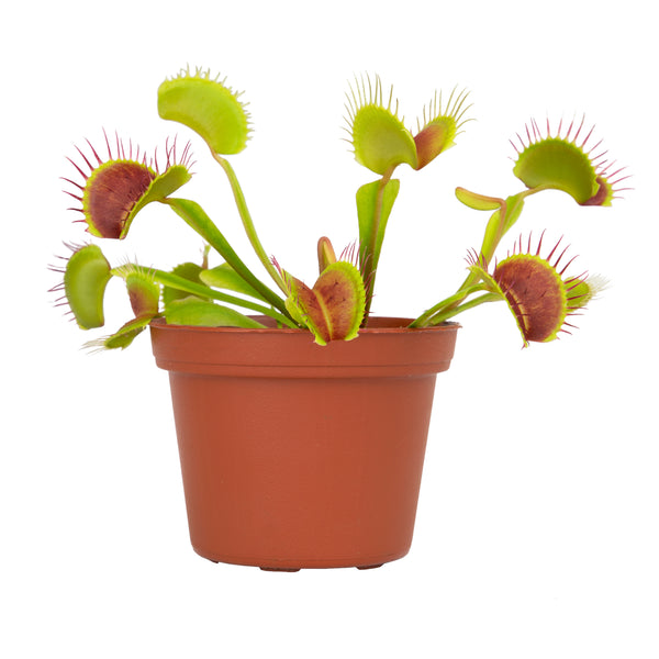 3 Inch Live Venus Fly Trap – Altman Plants