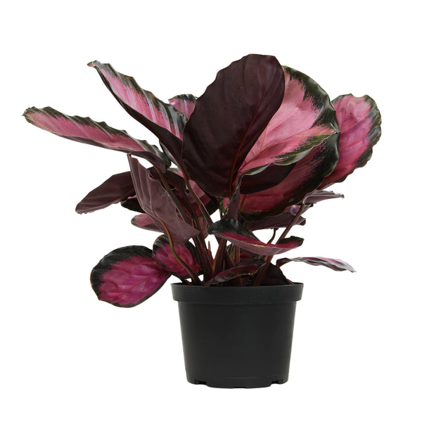 6" CALATHEA ROSEOPICTA PURPLE ROSE, Live House Plant – Altman Plants ...