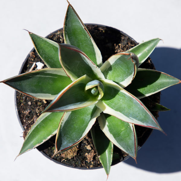 Rare Agave Snow Glow: Variegated Agave Succulent Plant – Unique Plants ...