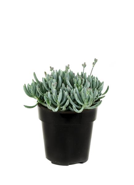 Senecio repens"Blue Chalksticks" - 2.5 – Altman Plants - Retail