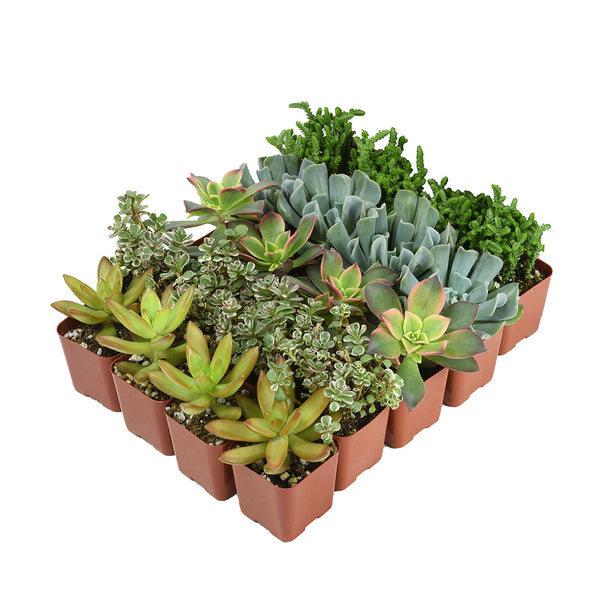2 Inch Assorted Succulents 20 Pack - Live Succulent Plants (20 Pack) A ...