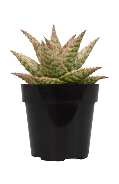 Aloe ‘Firecracker’ USPP33,031 – Altman Plants