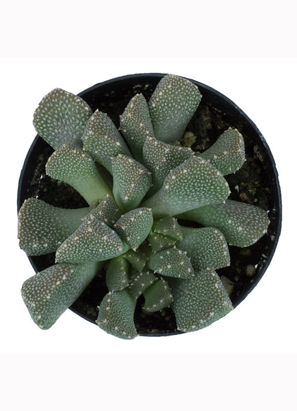 Aloinopsis luckhoffii – Altman Plants - Retail